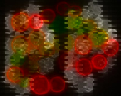 Confocal Microscopy | 爱特蒙特光学